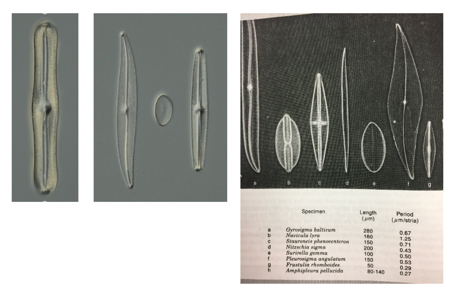 Appendix 1: Diatoms – Biophysics 2S03 Lab Manual